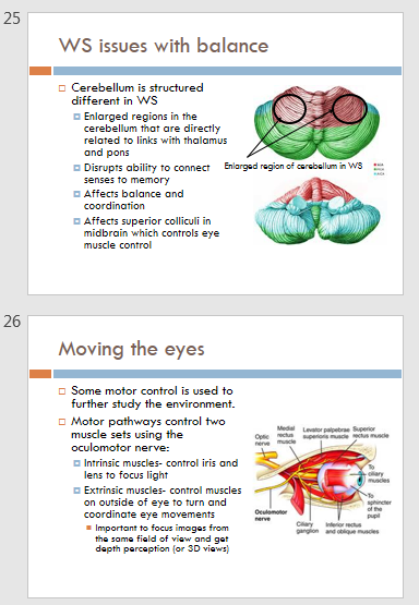 Understanding Williams Syndrome