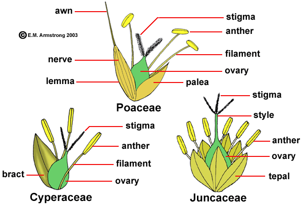 PLANT FAMILIES OF PUERTO RICO AND FLORIDA PAPO VIVES: Aspectos de ...