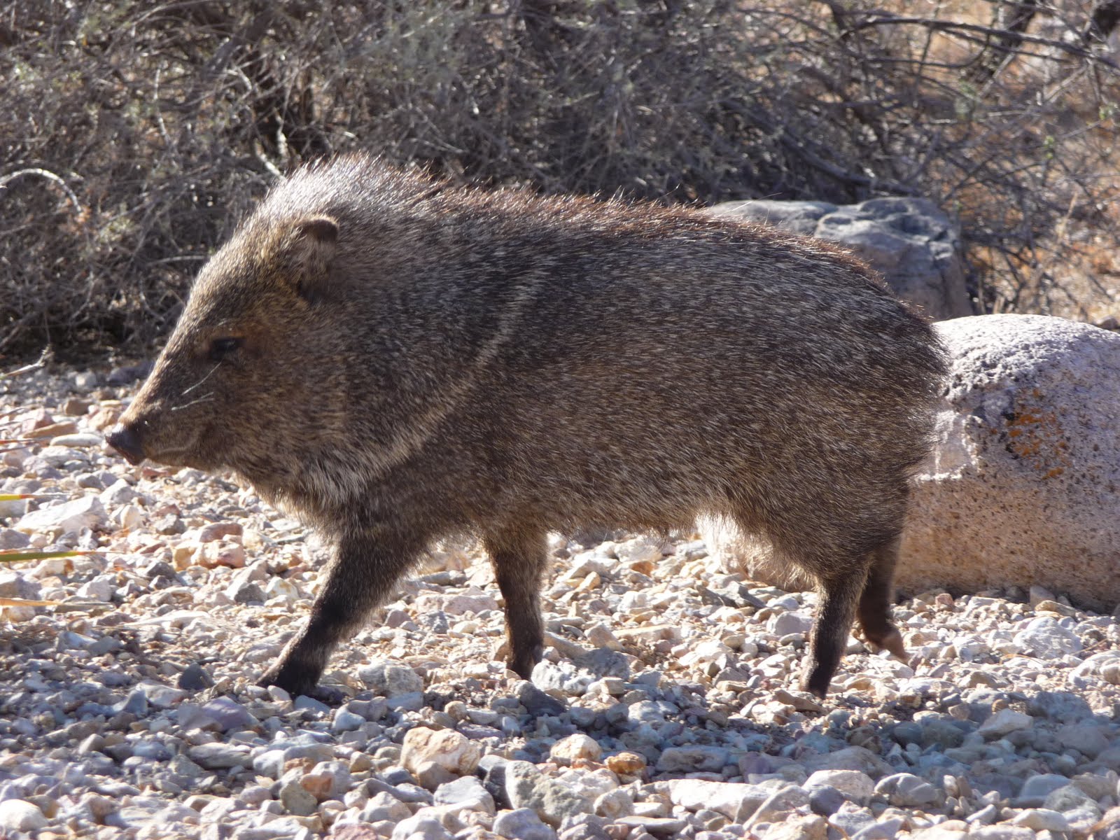 Dodie Logue's Painting Week: Arizona Critters