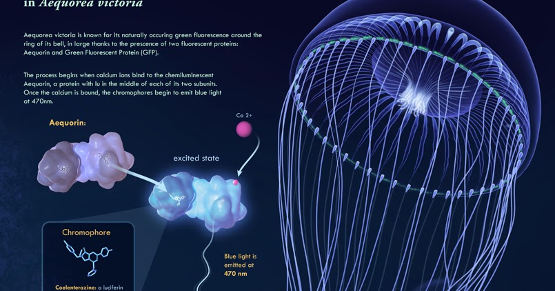 Aequorea victoria, Ubur-ubur Bercahaya - Biologizone