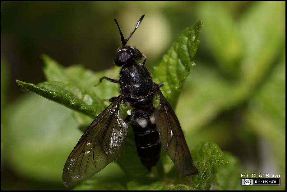 FAUNA AUXILIAR: FAMILIA STRATIOMYIDAE