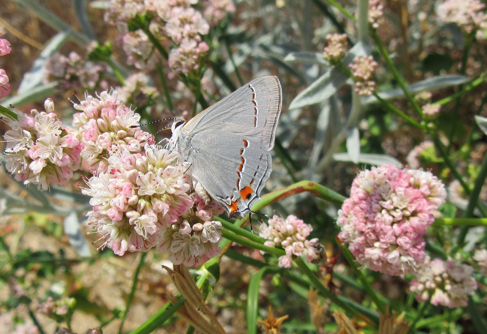 Mother Nature's Backyard - A Water-wise Garden: Gray Hairstreak ...