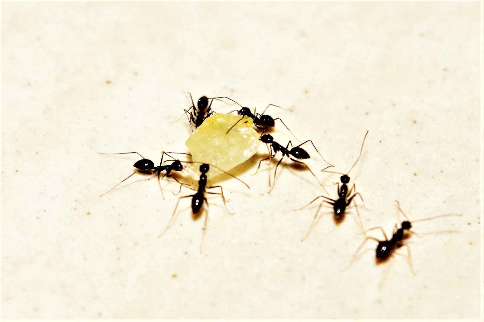 Revamp Photography: Never Give-Up Attitude - ANT