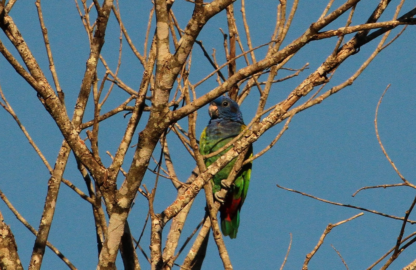 Nuestro bello mundo...: Part VIII, Birding Tour, El Brujo y el Pauji