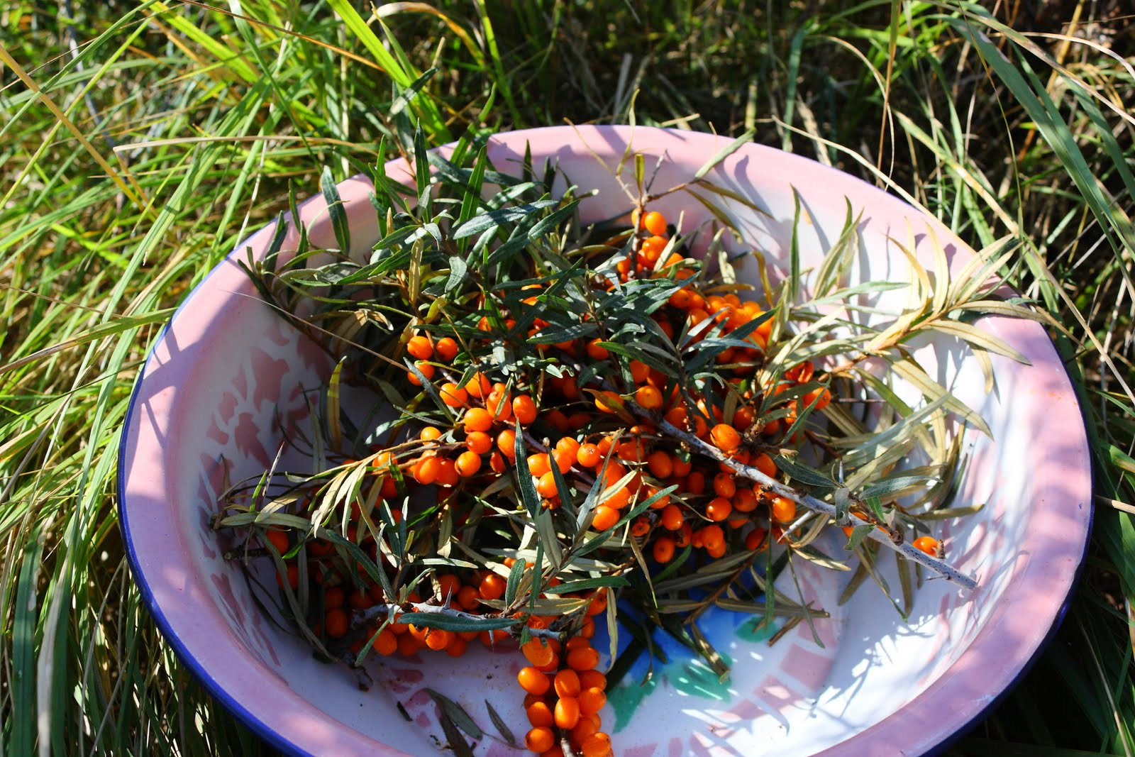 POPKULTURISTEN: Havtorn