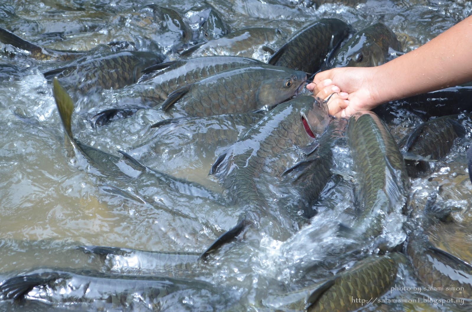 Sungai Moroli Fish Massage di Kampung Luanti Baru, Ranau - AMIE'S ...