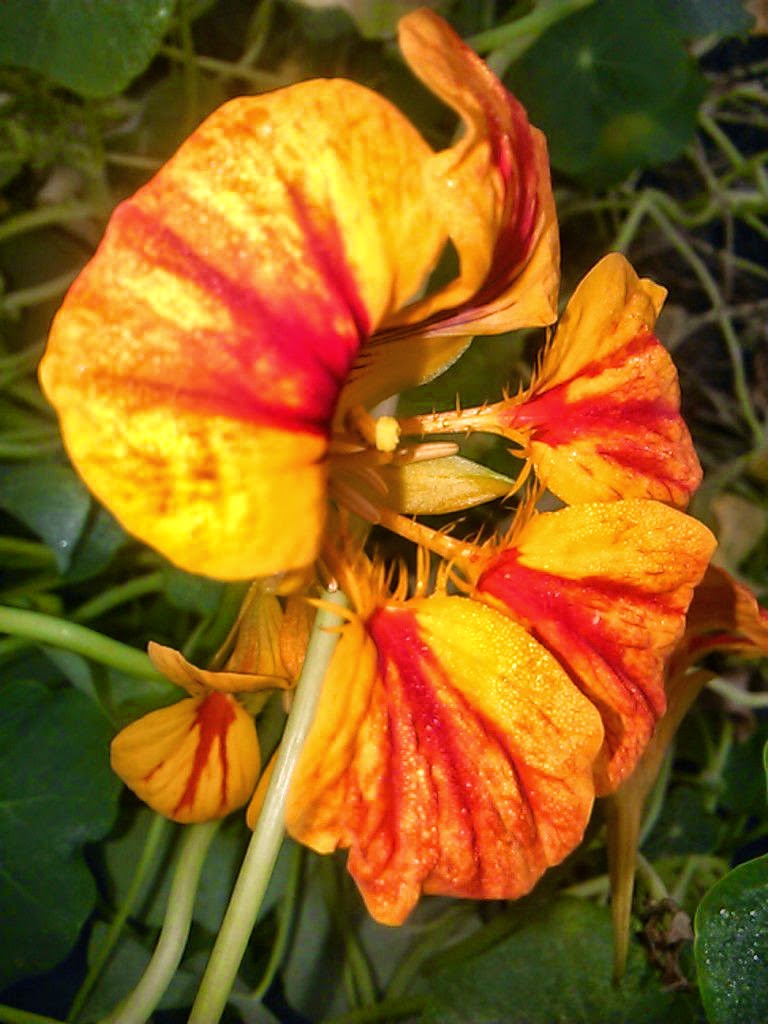 majaillaflor: mastuerzo de indias