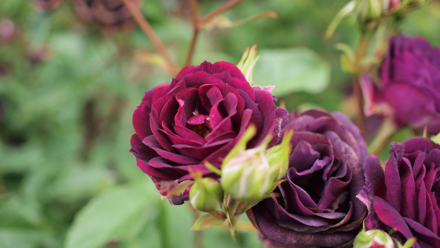 Transplanted to Portland...: Portland rose test garden