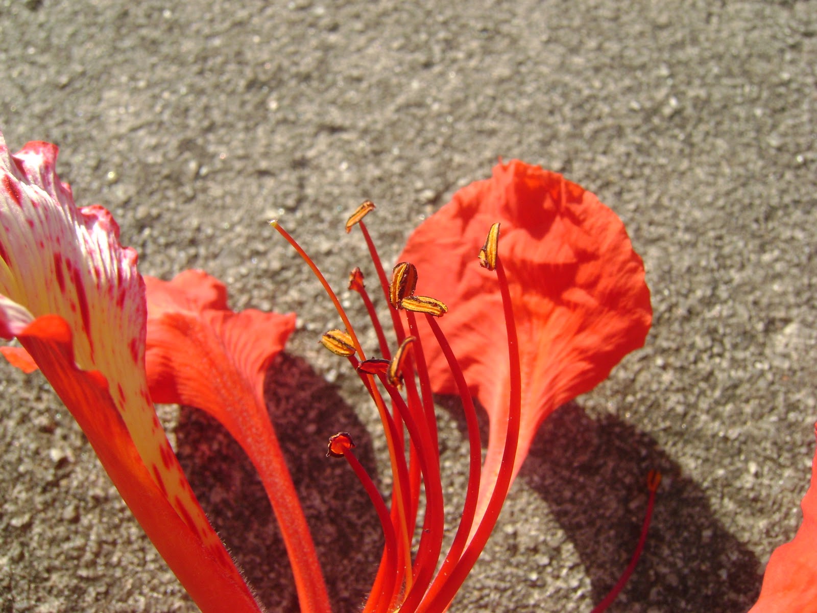 Sistemática de Plantas Vasculares