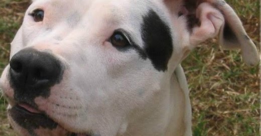 CLASES DE PERROS: GUATEMALA