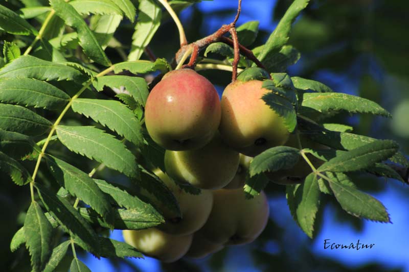 Amantenatura: Azarollo