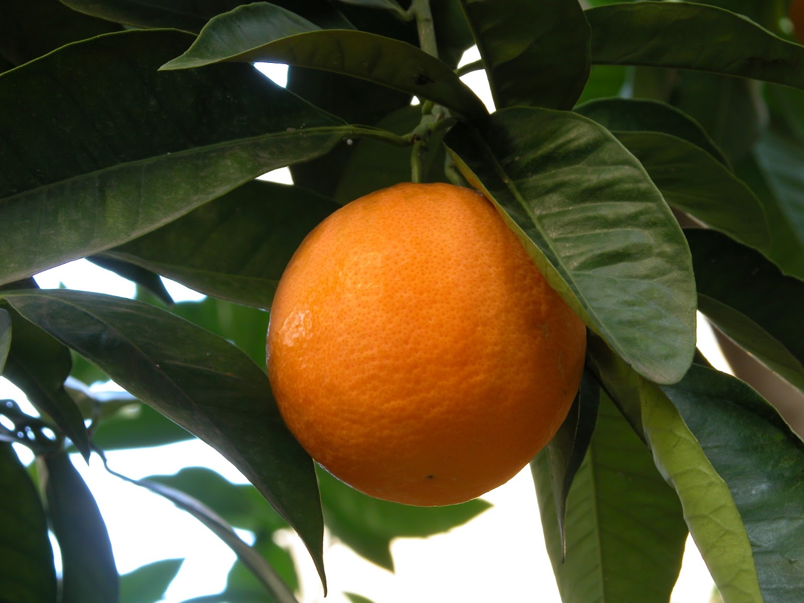 Florida Orange | Make Me Hungry