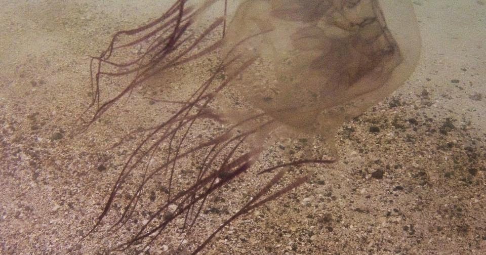 Box Jellyfish spotting