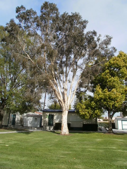 アメリカにずっと住む．．．つもり: フトモモ科 メラルーカ属の木、カジュプット（Cajeput Tree, Melaleuca ...