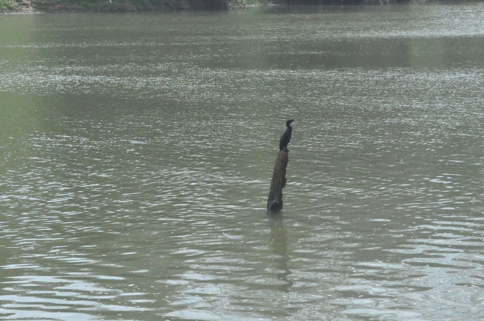 Thookkupalam - JungleKey.in Image