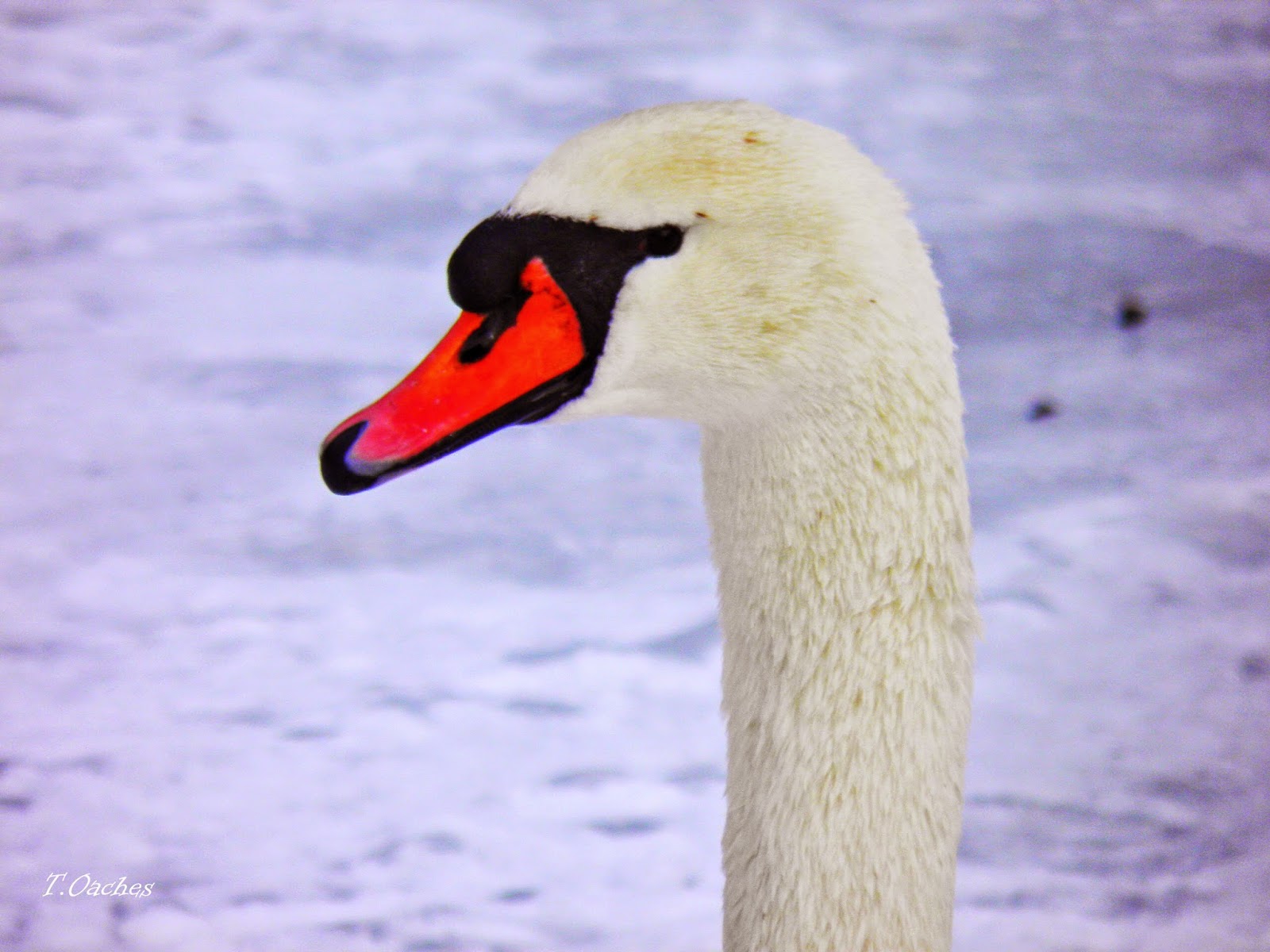 PASARI DIN ROMANIA: LEBADA DE VARA (1), Cygnus olor