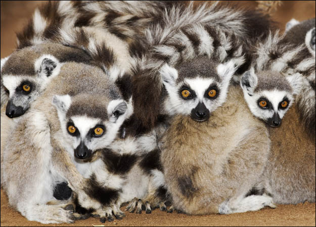 SUPER YELLOW QUALITY: wildlife tracking - lemurs!