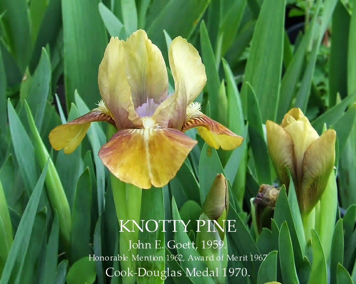 Standard Dwarf Bearded Iris KNOTTY PINE ~ HERITAGE IRISES
