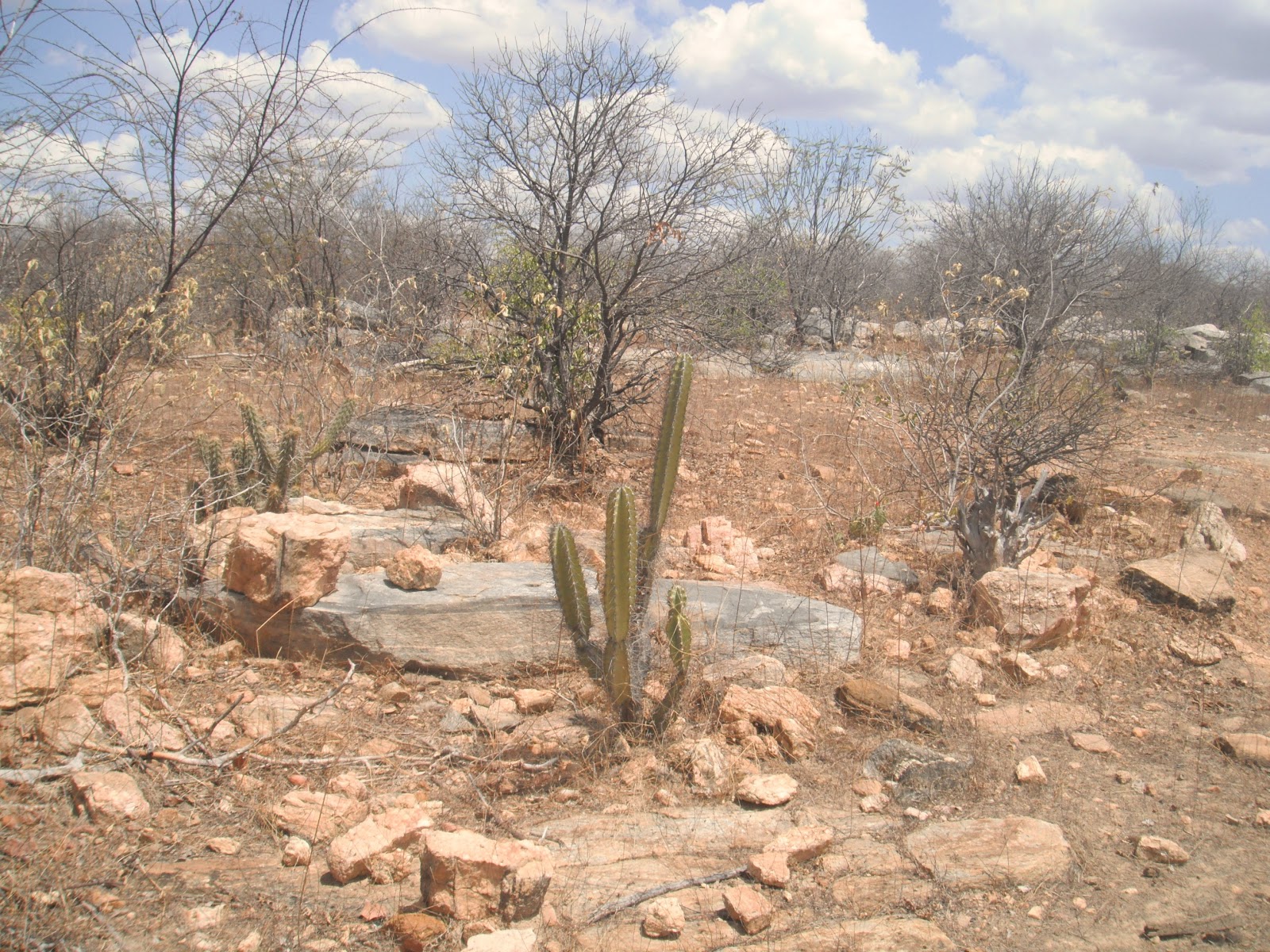 Remo Peixoto Dantas: Como prevenir os efeitos da seca no Nordeste?