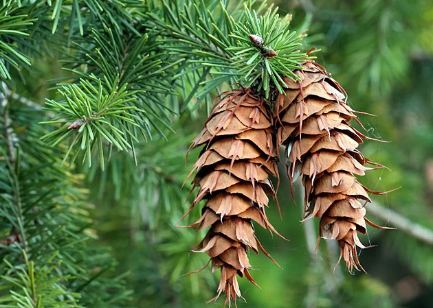 Tumbuhan : 4 Tahapan Reproduktif Generatif, Gymnospermae dan ...