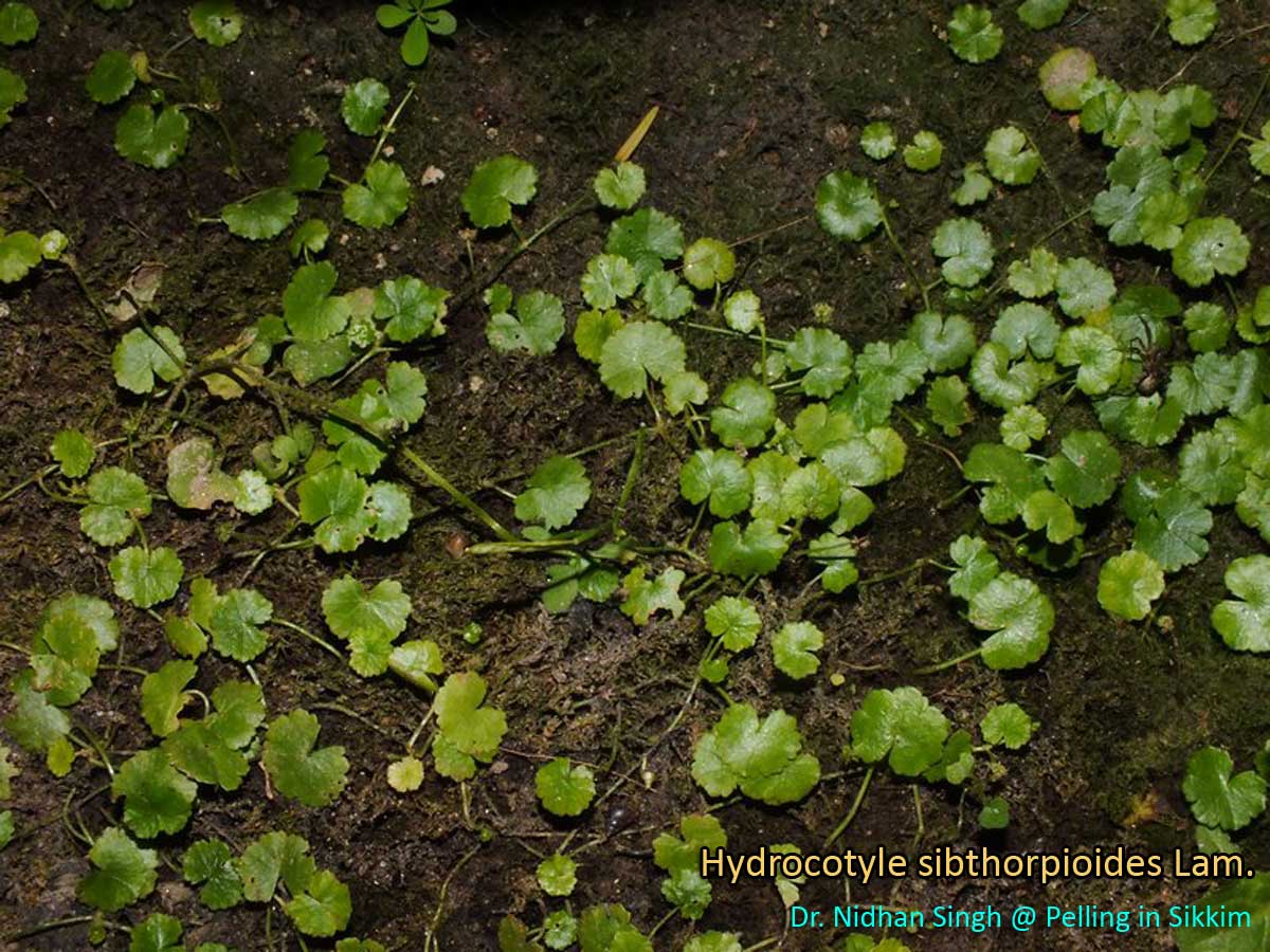 Medicinal Plants: Hydrocotyle sibthorpioides