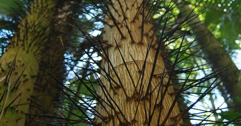Tanaman Pohon Nibung (Oncosperma tigillarium) Di Indonesia | BELAJAR TANI