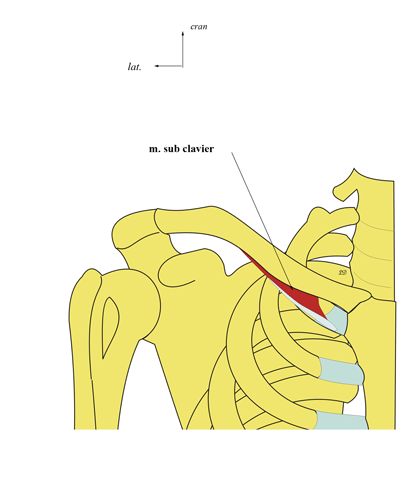 Muscle subclavier