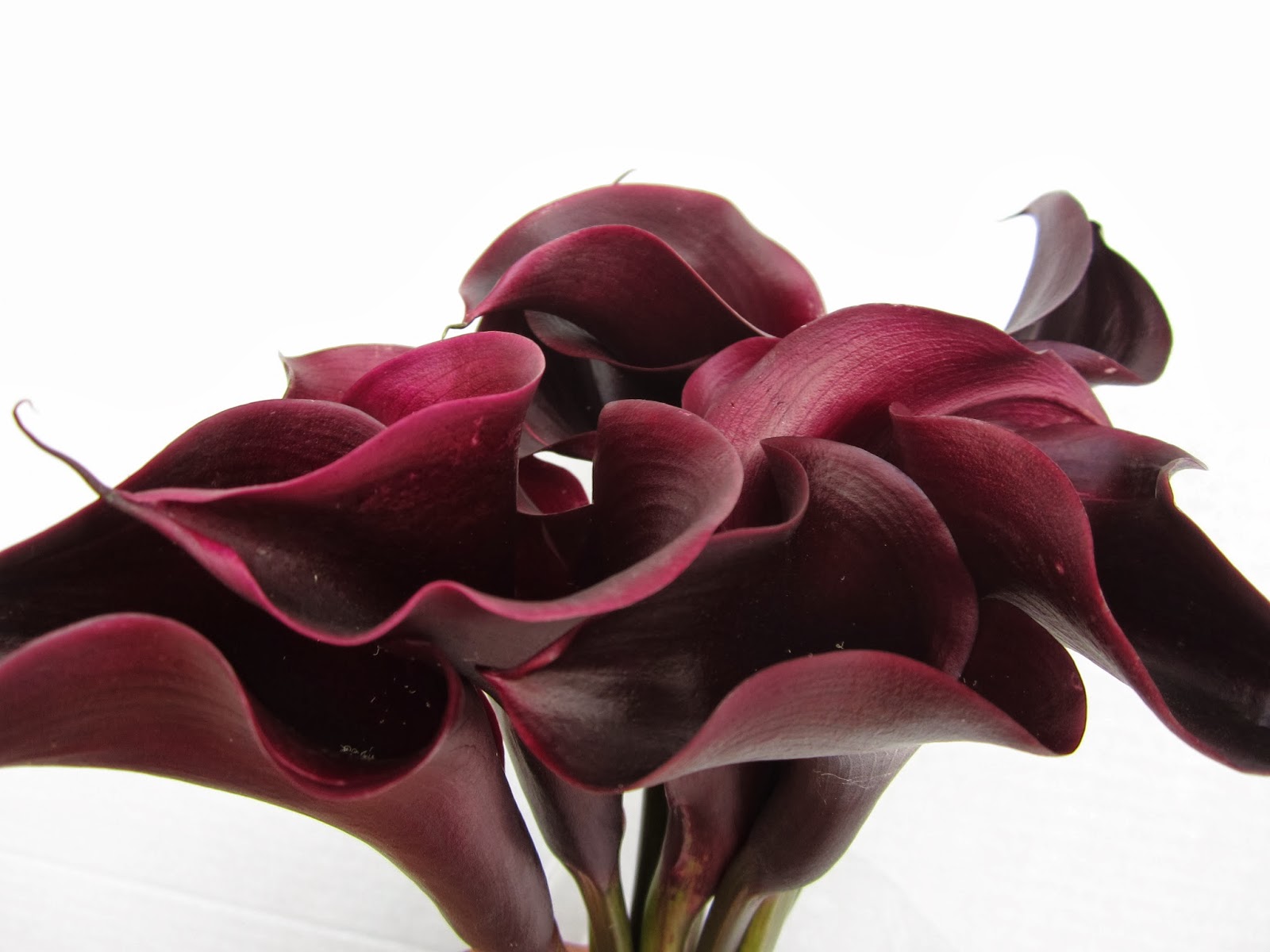 Flores y verdes de Chipiona e importación: Calas mini - Minicallas