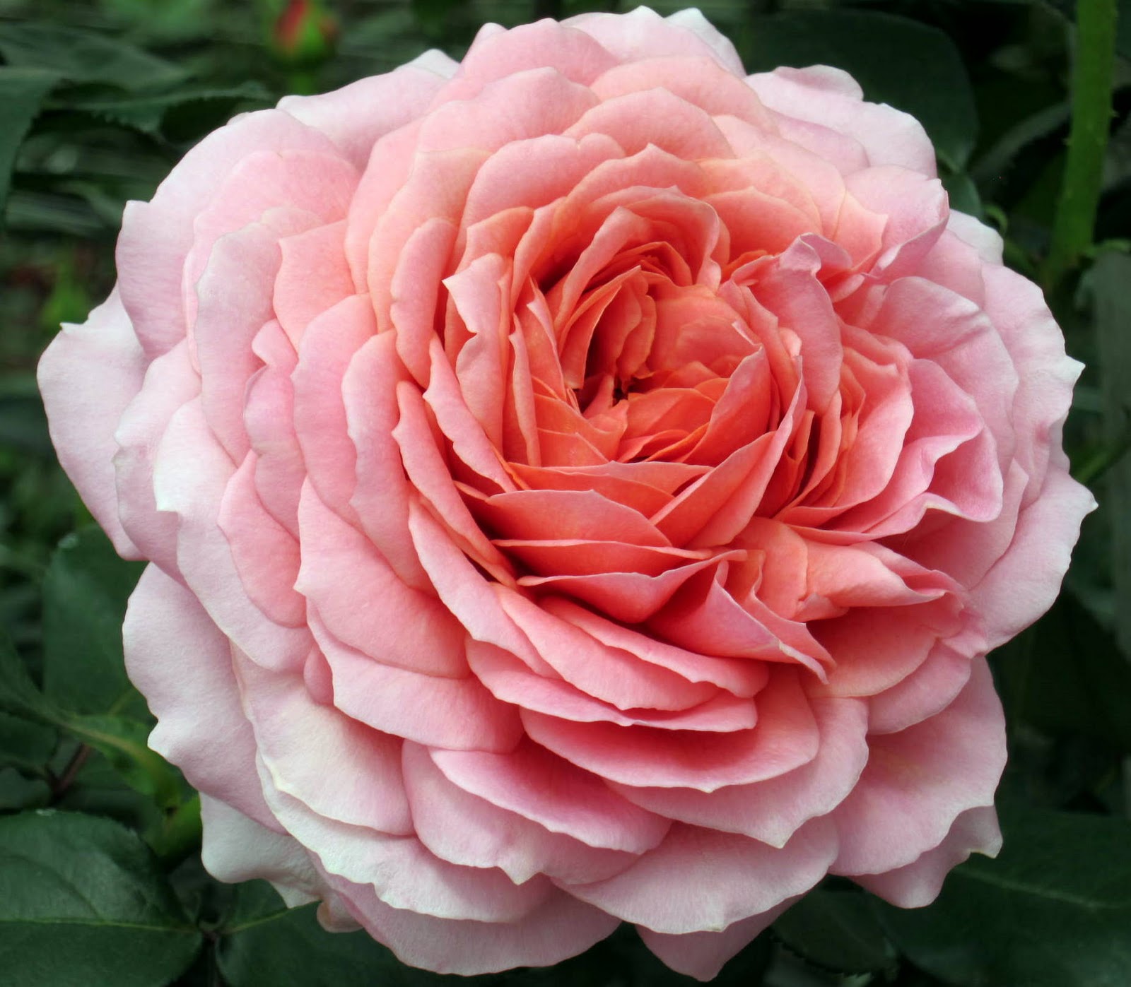 Andean Arabian Flowers: September 2011