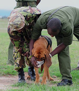 Animal Adventurer: International Law Enforcement and Military Officials ...