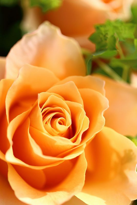 flores con frases y mas: ROSAS COLOR DURAZNO