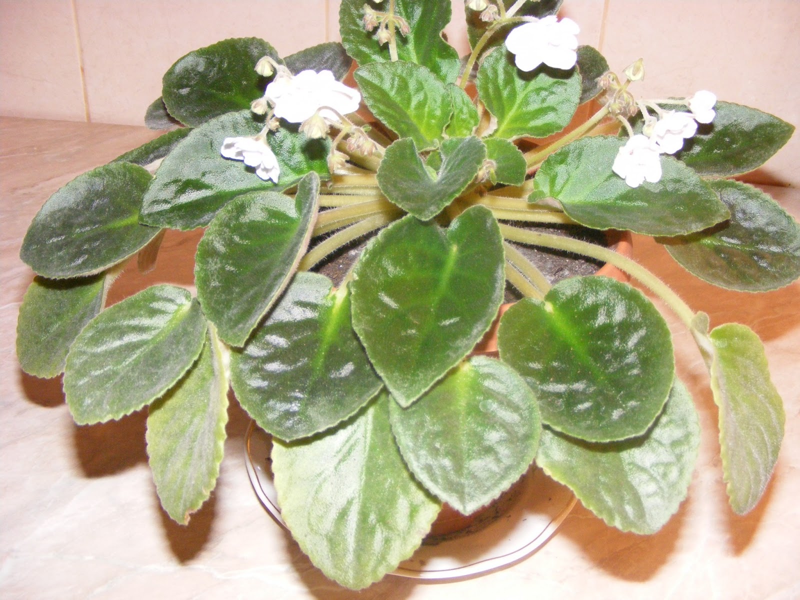 Violete de parma | Preparatedevis.ro