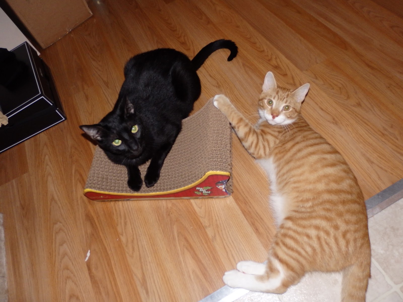 New Age Mama: Imperial Cat - Holiday Themed Cat Scratchers