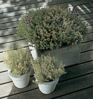 Wiccan Fusion: Timjan