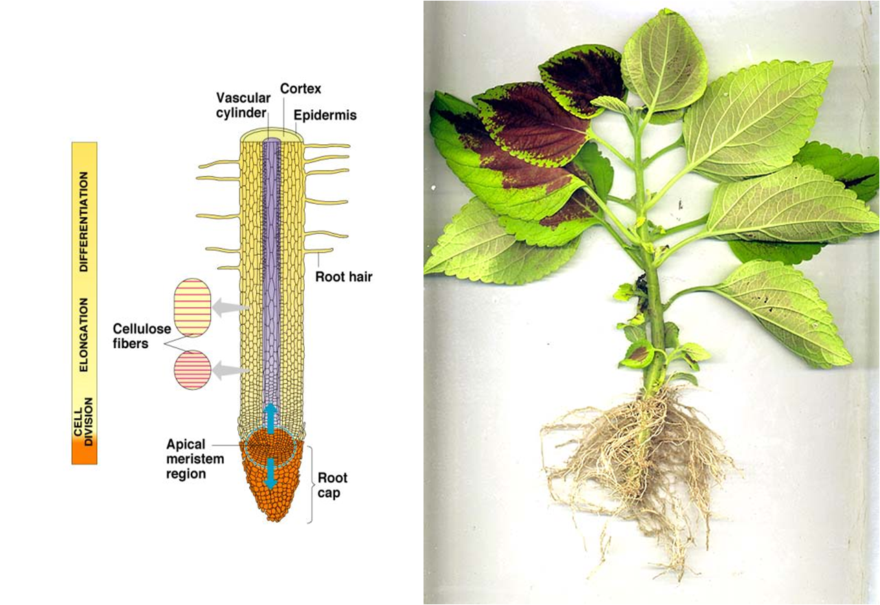 Asteraceae: Meristema e desenvolvimento do embrião