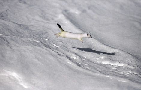 Ultima Thule: The arctic ermine - the dearest arctic creature!