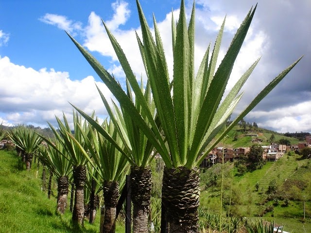 Programa de Textilización - Ciencias Textiles : Capítulo 4 - Fibras ...