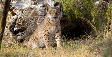 Apicultura Uruguay: El 25 % de los animales europeos esta amenazado de ...