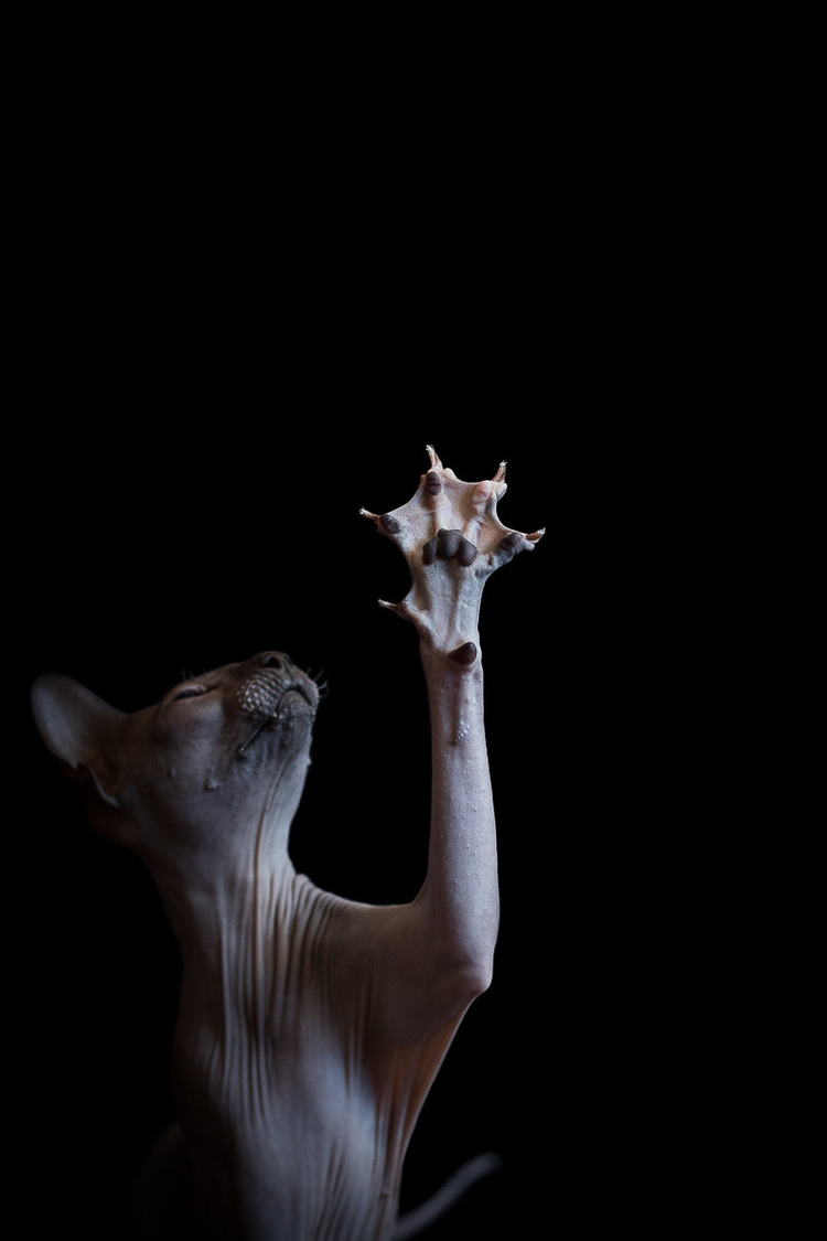 White Wolf : Unique beauty of furless Sphynx cats are captured in ...