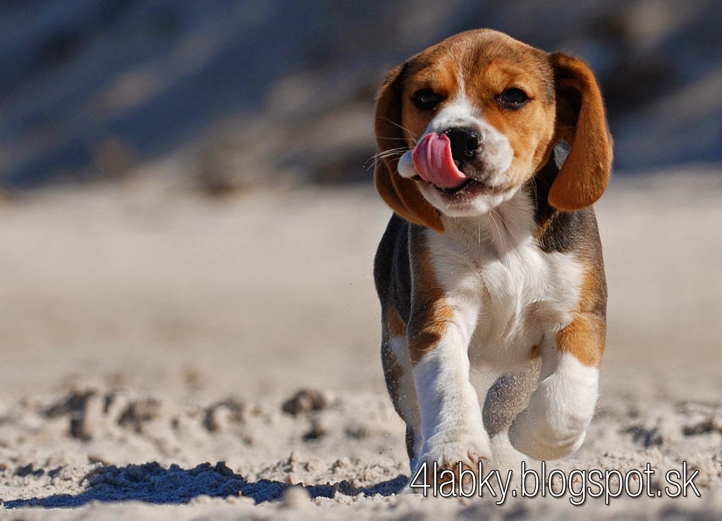 10 najdlhšie žijúcich plemien | 4 LABKY