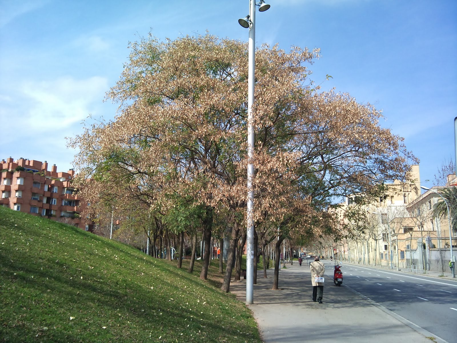 Árboles con alma: Palo Rosa. Acacia de flor amarilla. (Tipuana tipu)