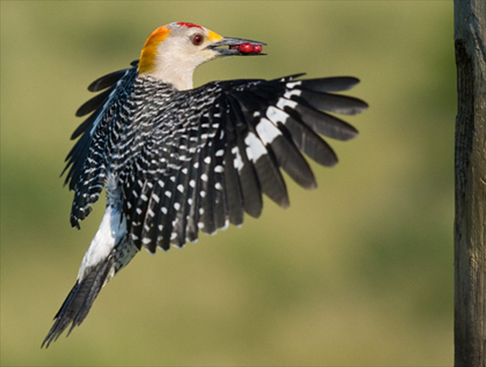 Bellas Aves de El Salvador: Melanerpes aurifrons (cheje, carpintero de ...