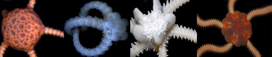 Rafael Microfauna Marina: Antarctic Brittle Stars