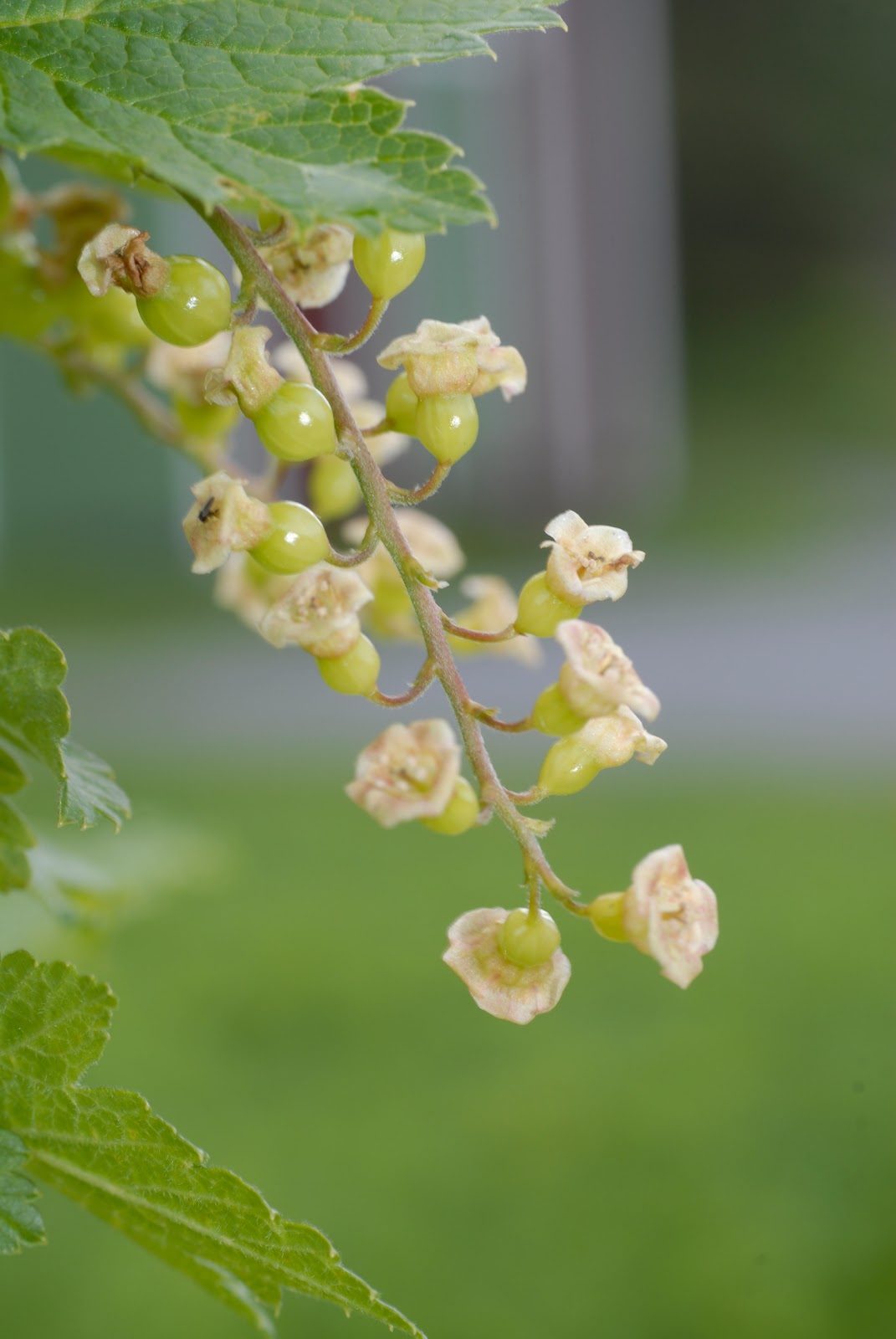 Teuvon Kuvat: Viinimarjat kehittyvät jo