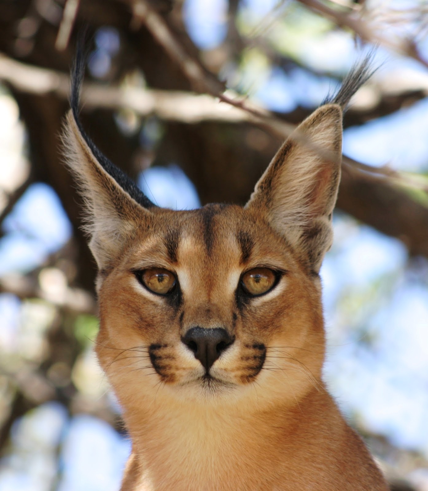 CARACAL CAT photos - wallpapers (ανανεωμένο) | the fun bank