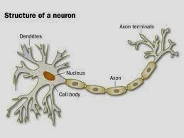 Apakah Perbedaan Akson dan dendrit