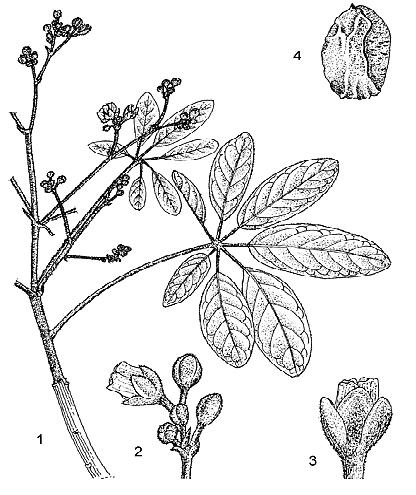 CROP SCIENCE: THE MANKETTE: MONGONGO NUT TREE (Schinziophyton rautanenii)