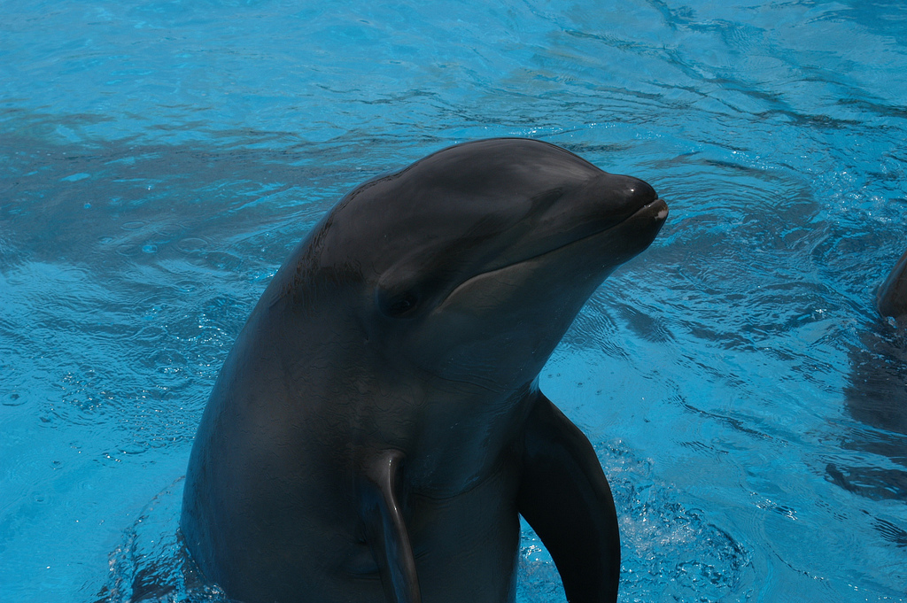 Alam Mengembang Jadi Guru: Top 10 Hewan Hibrida