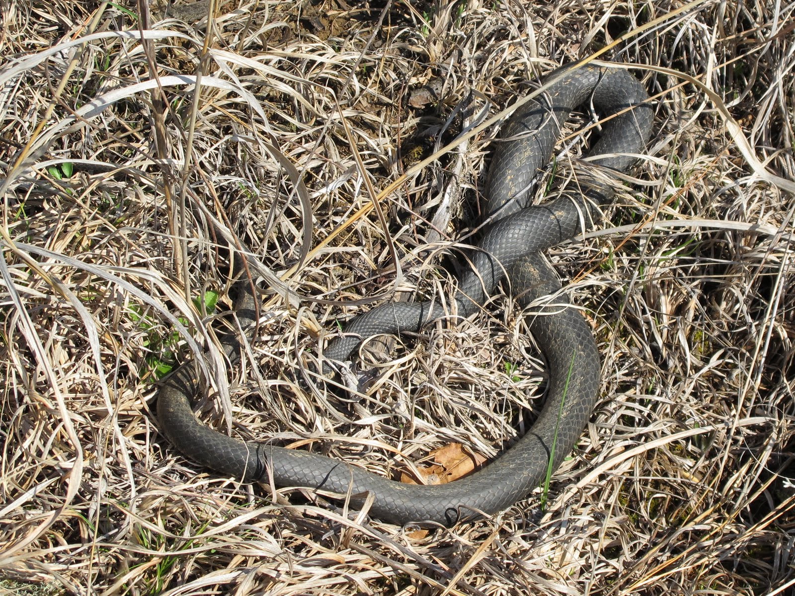 Blue Jay Barrens: Northern Black Racer