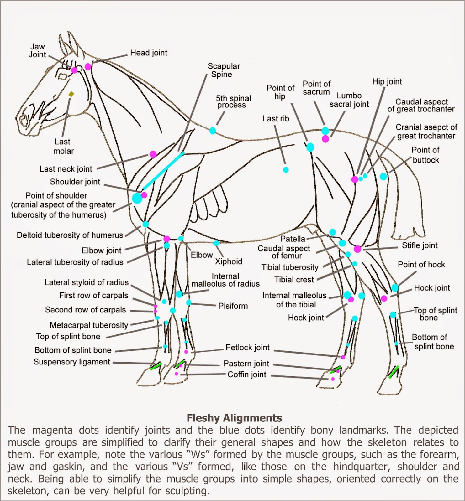 Musings at Minkiewicz Studios LLC: Mapping Out Success: Equine Topography